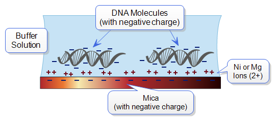 DNA on Mica—A Model Procedure for Nucleic Acid Binding