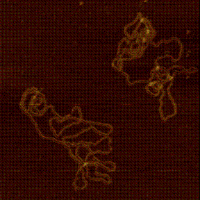 Recognizing Probe Artifacts