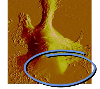 Recognizing Probe Artifacts